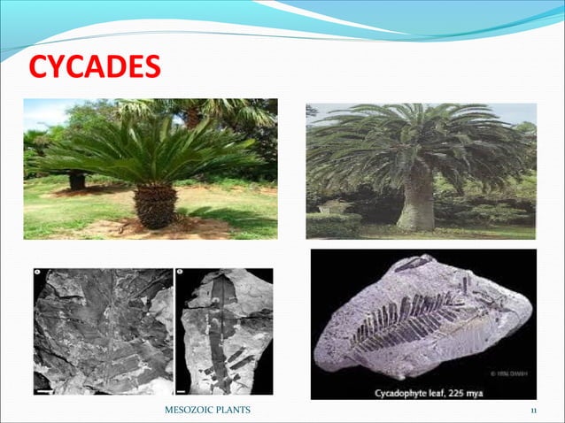 Mesozoic plants | PPT | Geology | Science