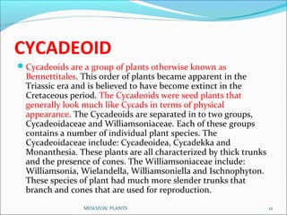 Mesozoic plants | PPT