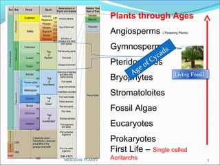 Mesozoic plants | PPT