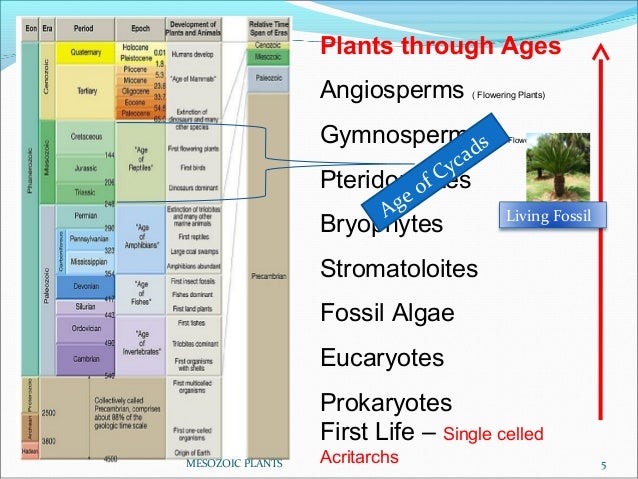 Mesozoic Era Plants