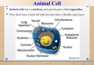 Animal cell introduction for six grade students | PPT