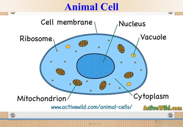 Animal cell introduction for six grade students | PPT