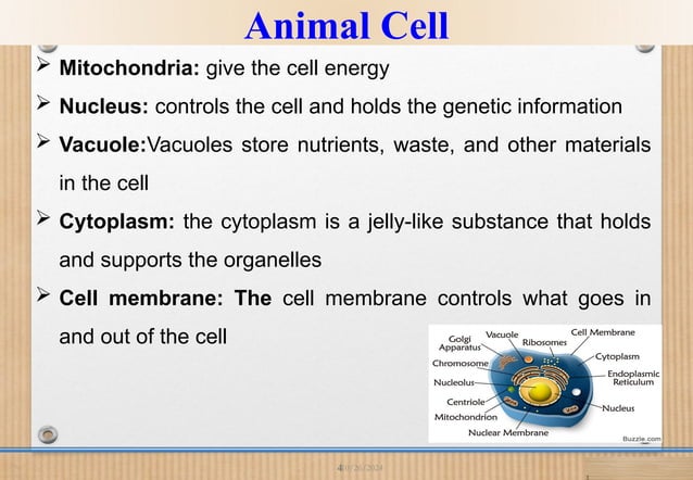 Animal cell introduction for six grade students | PPTX