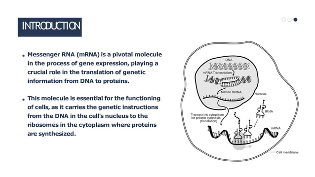 Messenger-RNA_Medical Genetics(Gowtham-403)_20240331_190147_0000.pptx