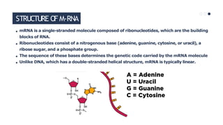Messenger-RNA_Medical Genetics(Gowtham-403)_20240331_190147_0000.pptx