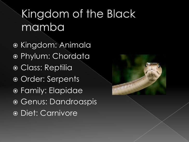 Black mamba