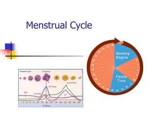 Mestrual cycle dr.patel | PPT