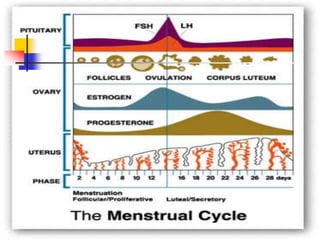 female reproductive system-menstrual cycle | PPT