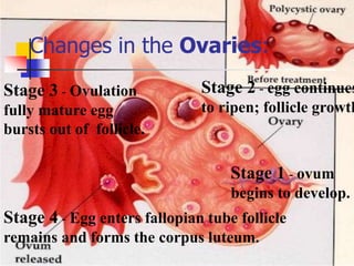 female reproductive system-menstrual cycle | PPT