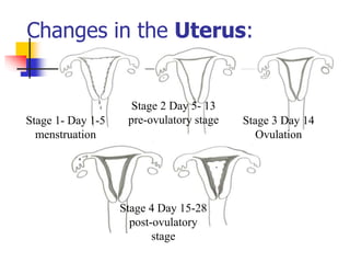 female reproductive system-menstrual cycle | PPT