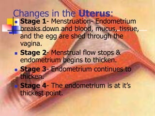 changes and phases of female reproductive cycle pptPPT.ppt