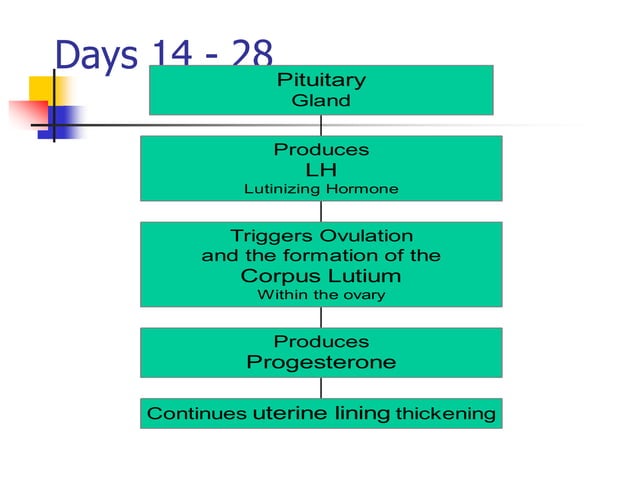 changes and phases of female reproductive cycle pptPPT.ppt