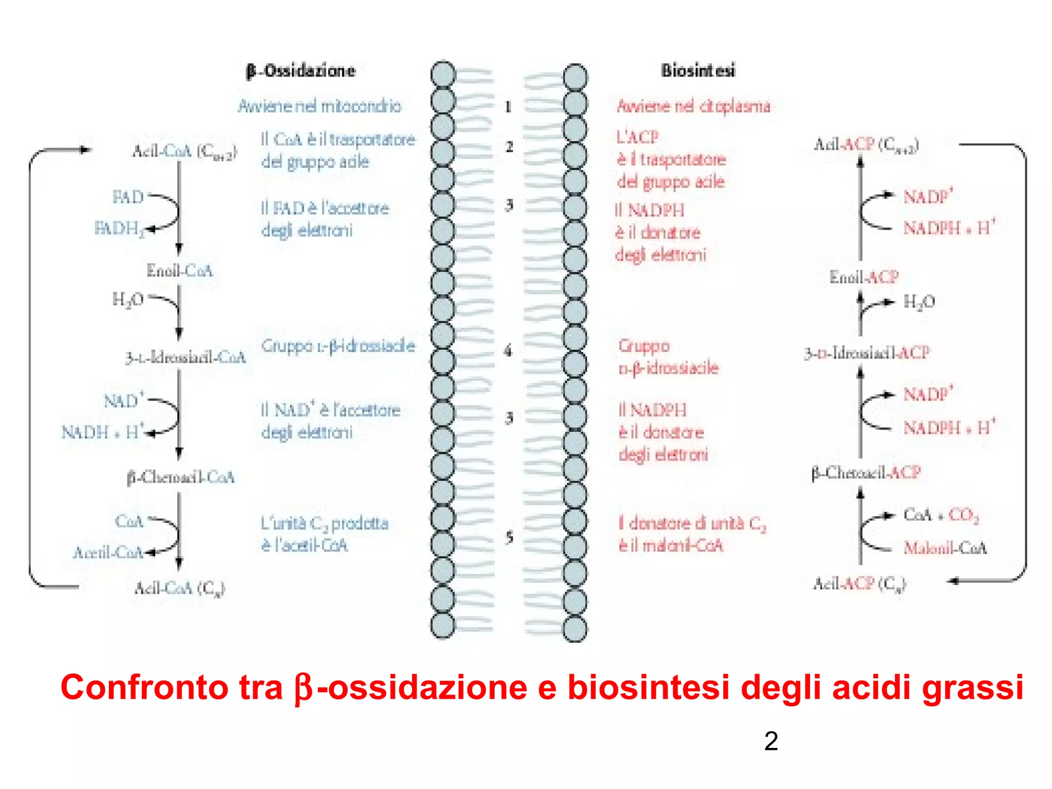 Biosintesi Acidi Grassi