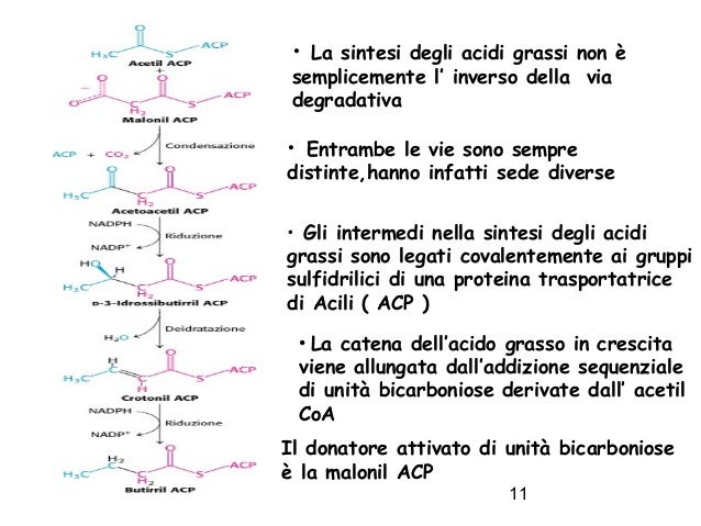 Biosintesi Acidi Grassi