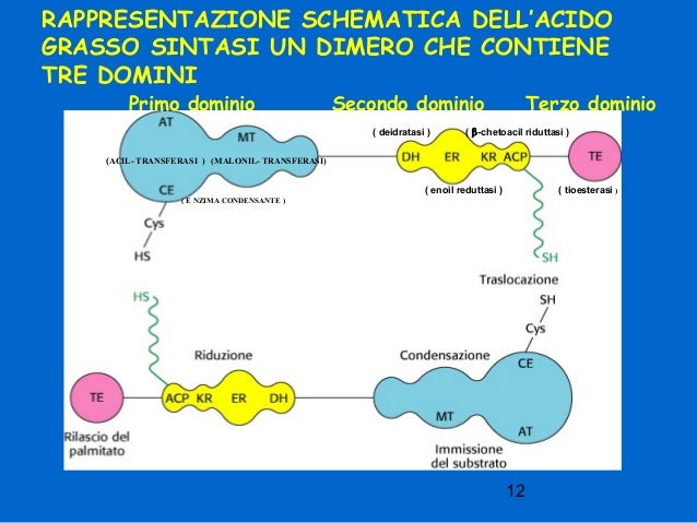 Biosintesi Acidi Grassi