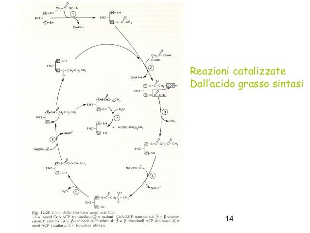 Biosintesi Acidi Grassi