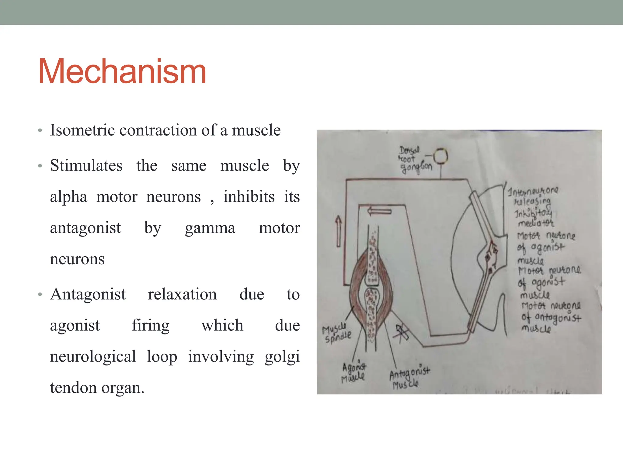 Muscle Energy Technique (MET)....Ppt new | PPTX