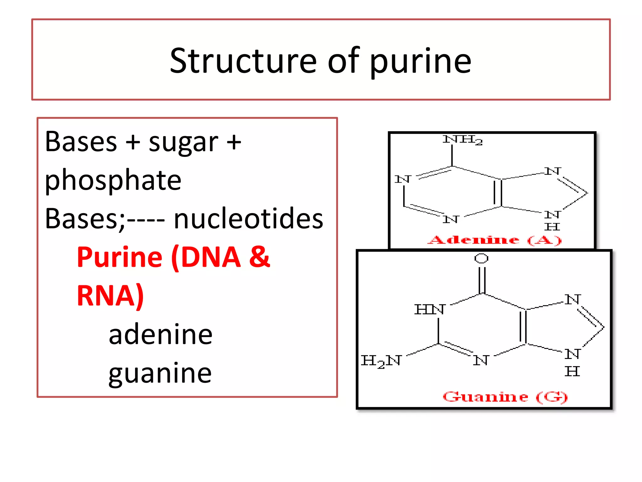 metab. of nucleotide 1.pptx