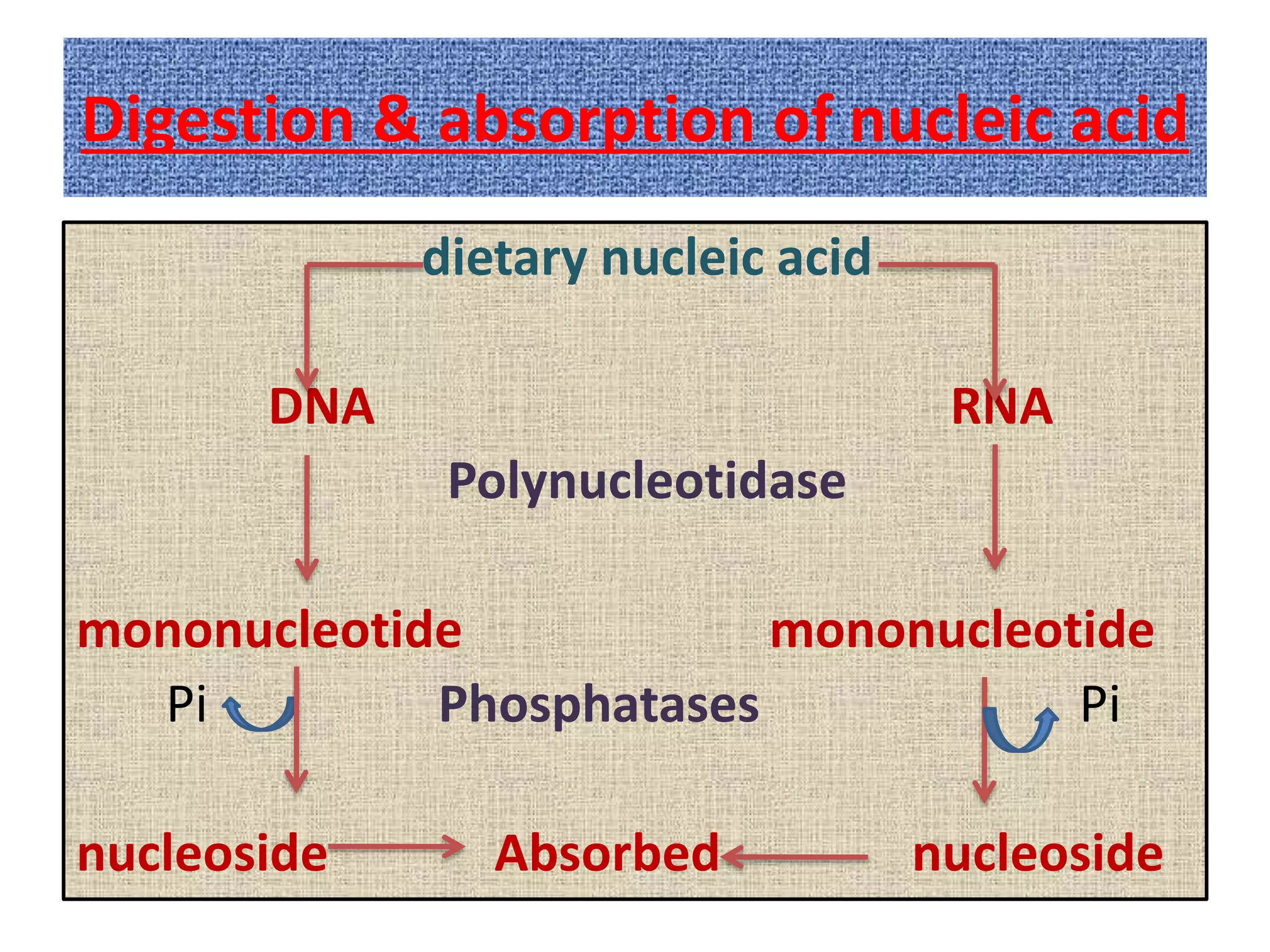metab. of nucleotide 1.pptx