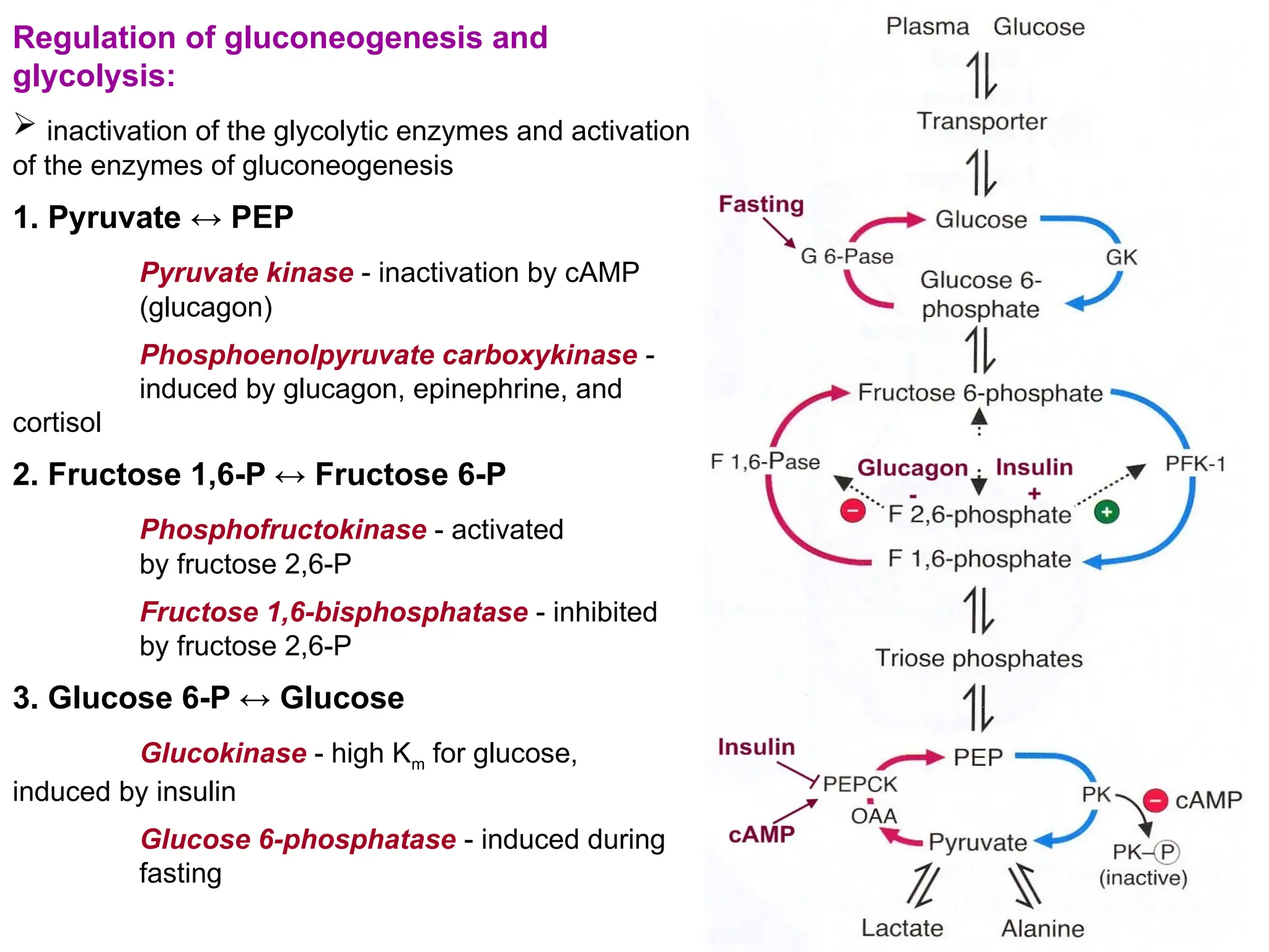 metablisme karbohidrat1 biokimia unit 11 | PPT