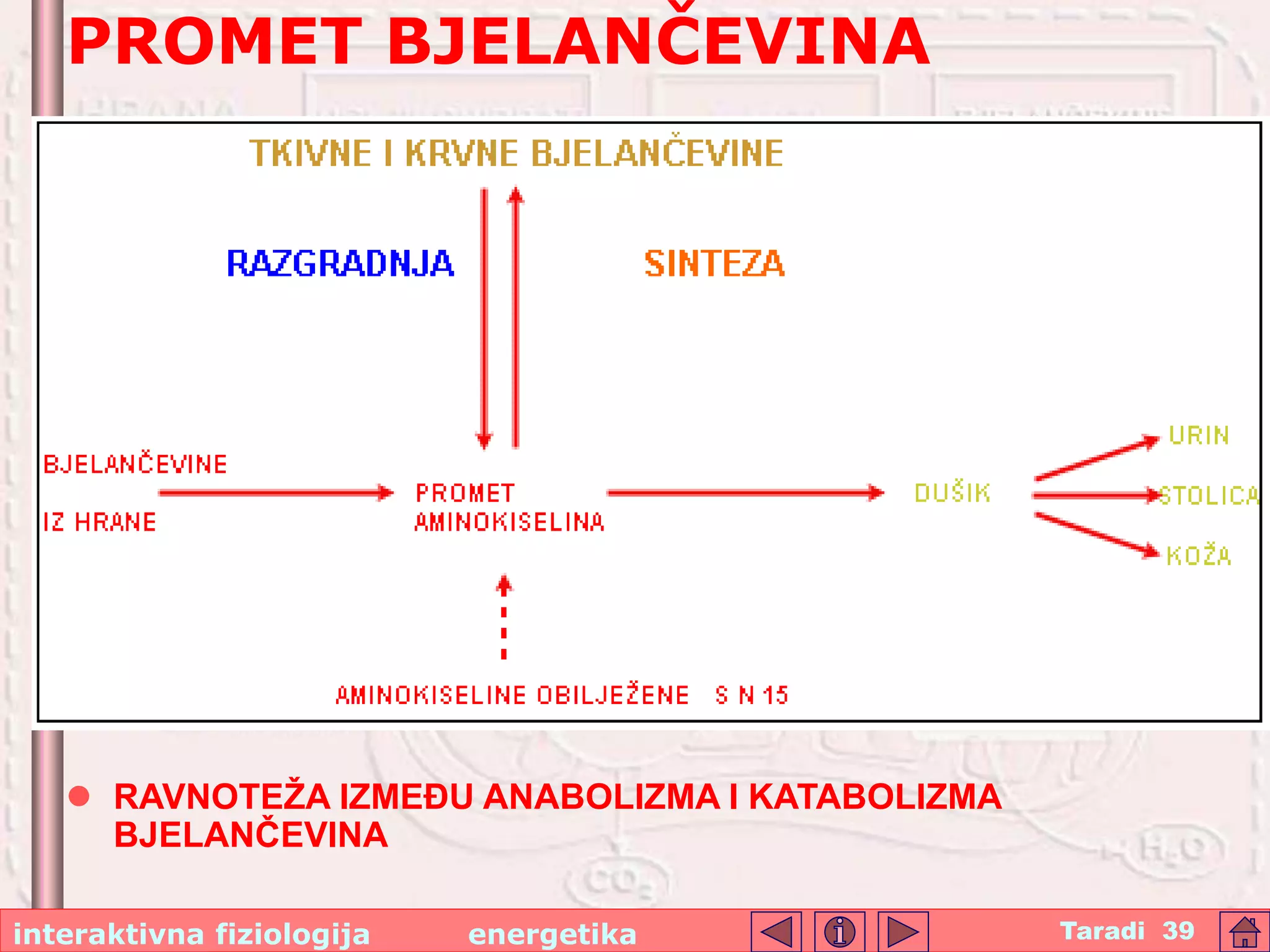 Energetika i intenzitet metabolizma | PPT