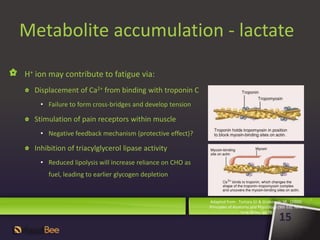 Metabolic basis of Muscular Fatigue | PPTX