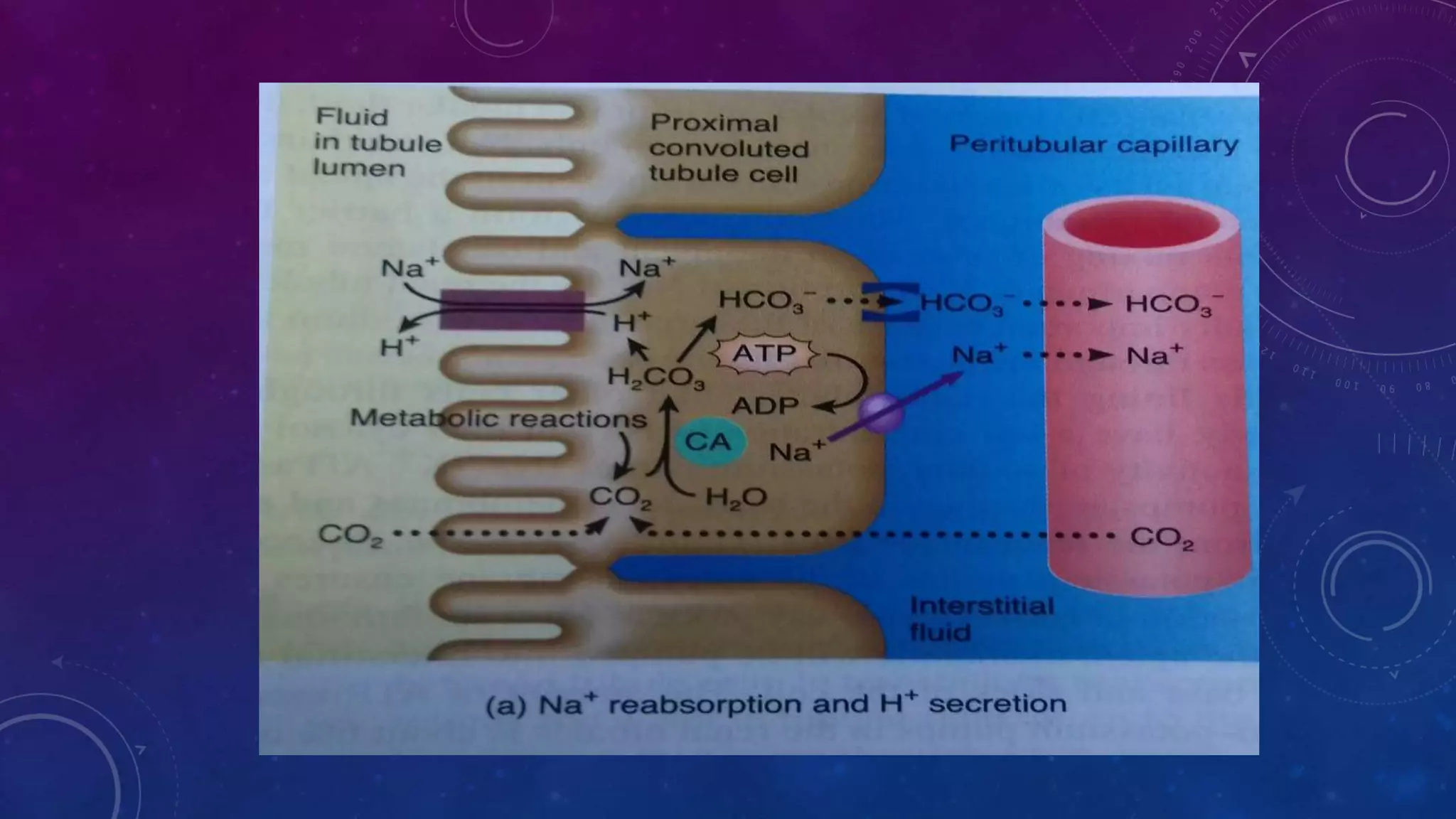 Metabolic acidosis & metabolic alkalosis | PPT