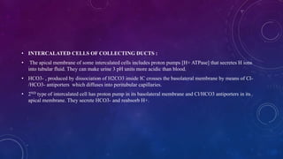 Metabolic acidosis & metabolic alkalosis | PPT