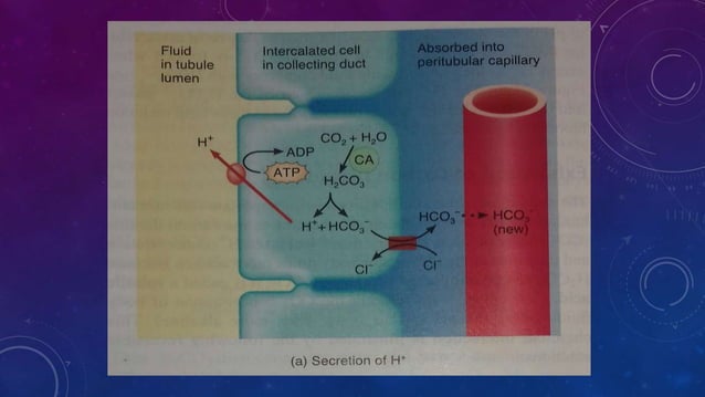 Metabolic acidosis & metabolic alkalosis | PPT