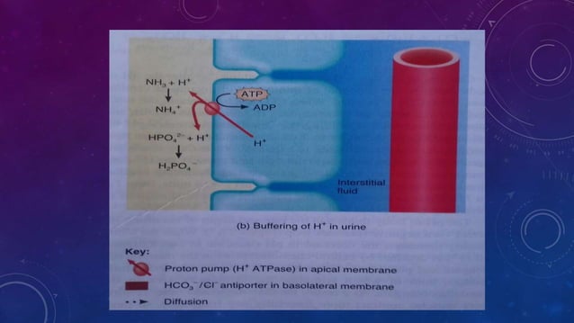 Metabolic acidosis & metabolic alkalosis | PPT