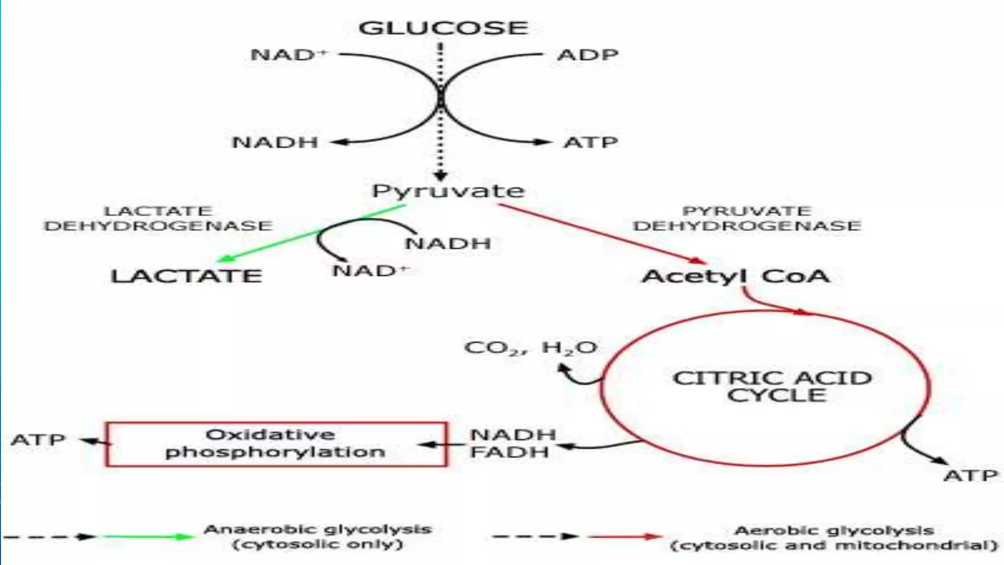 Metabolic acidosis ppt (types and pathophysiology) | PPTX