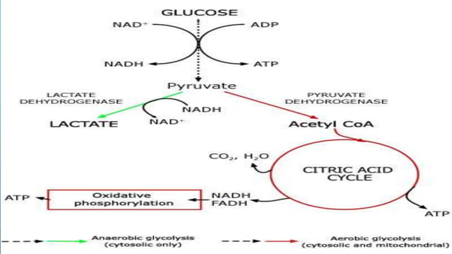Metabolic acidosis ppt (types and pathophysiology) | PPTX