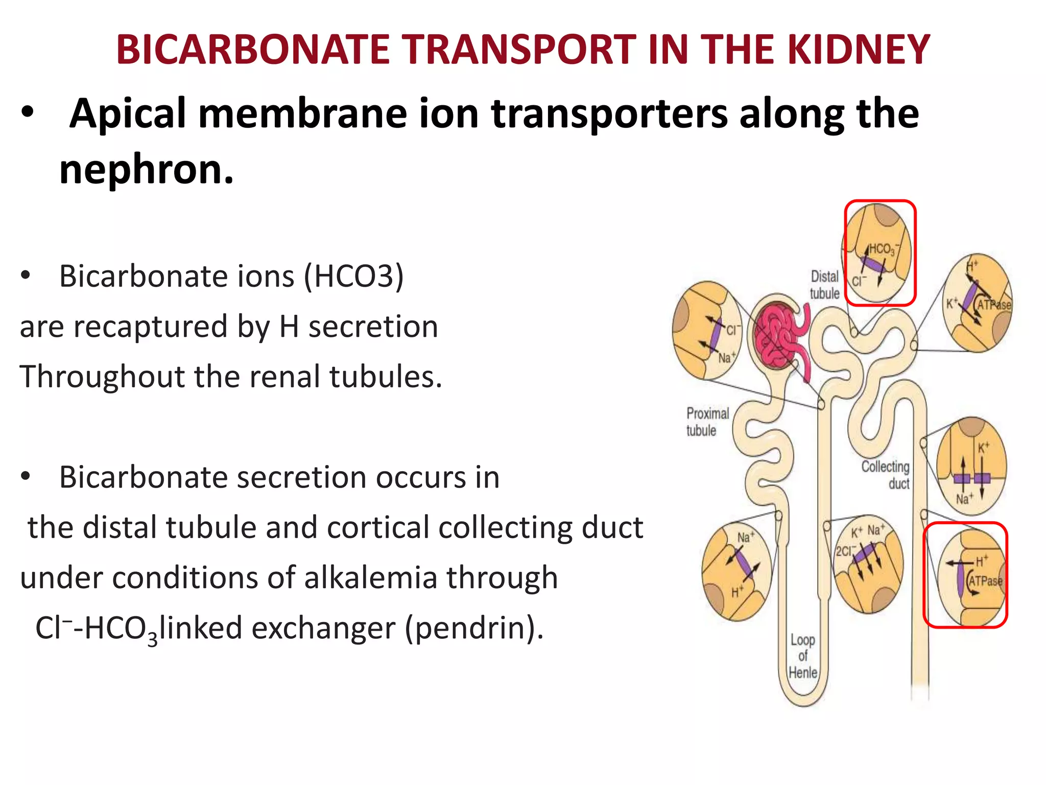 Metabolic alkalosis Dr. Mohamed Abdelhafez | PPTX
