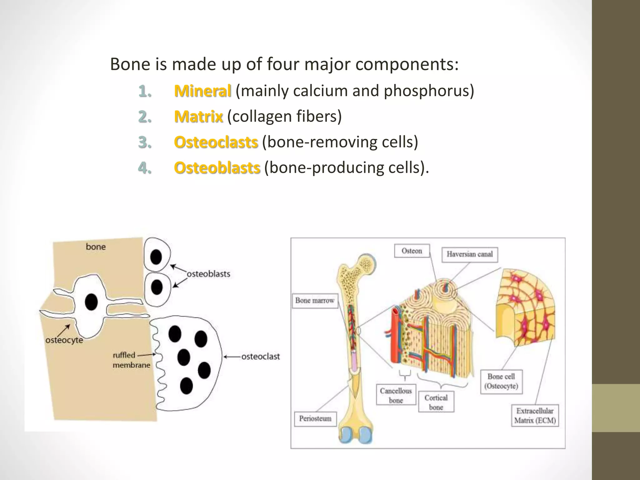 Metabolic bone disease.pptx | Bone and Joint Conditions | Diseases and Conditions