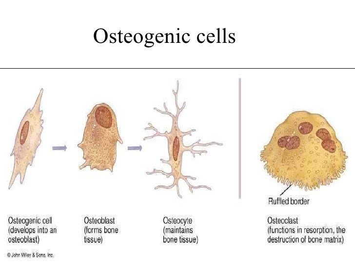 Metabolic Bone Disease Molecular Biology