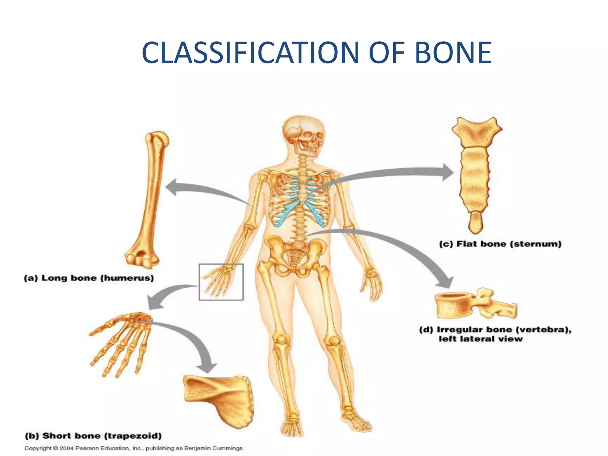 Metabolic bone diseases | PDF