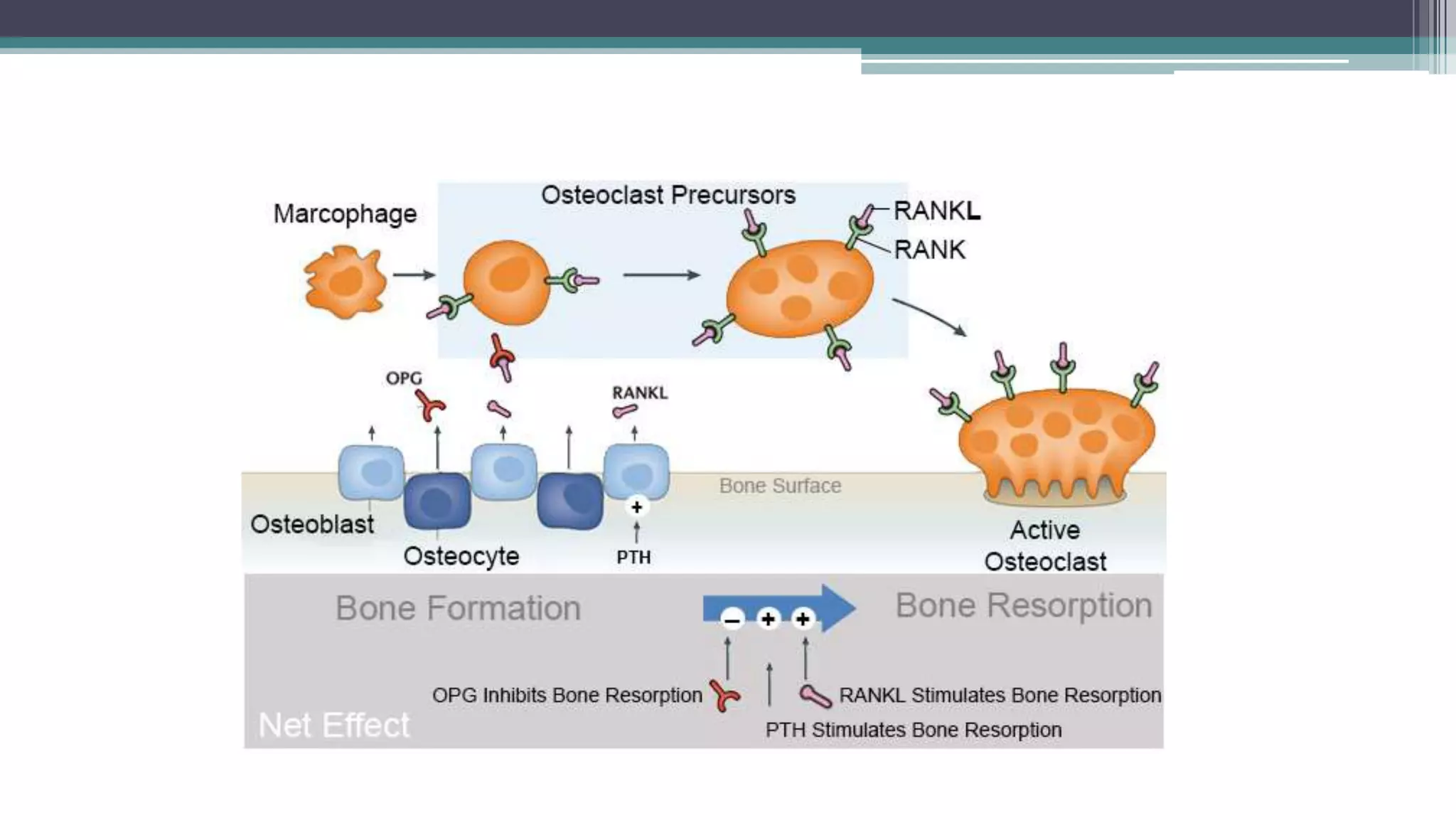 Metabolic bone diseases for students | PPTX