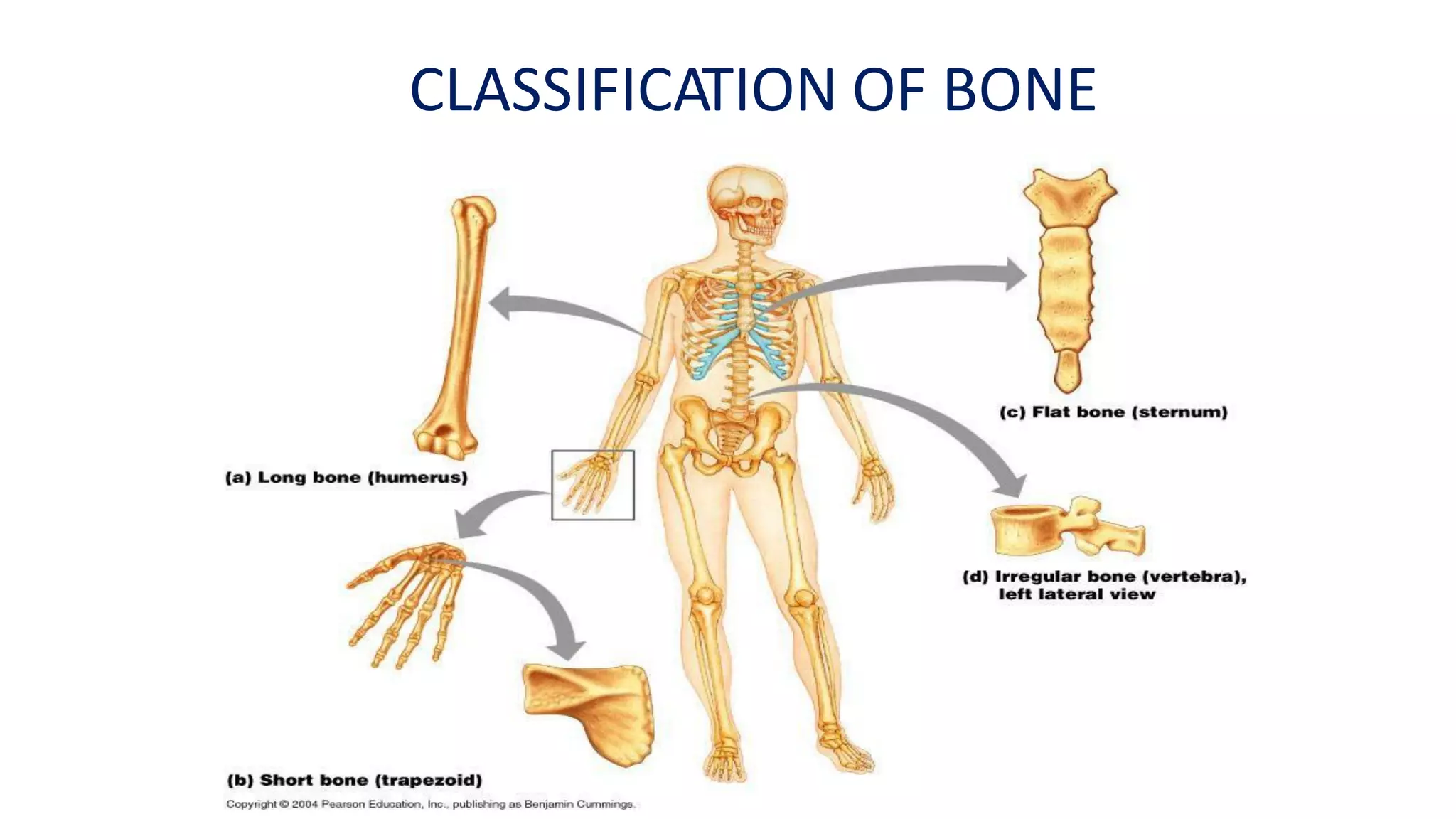 Metabolic bone disease with focus on hypophosphatasia | PDF