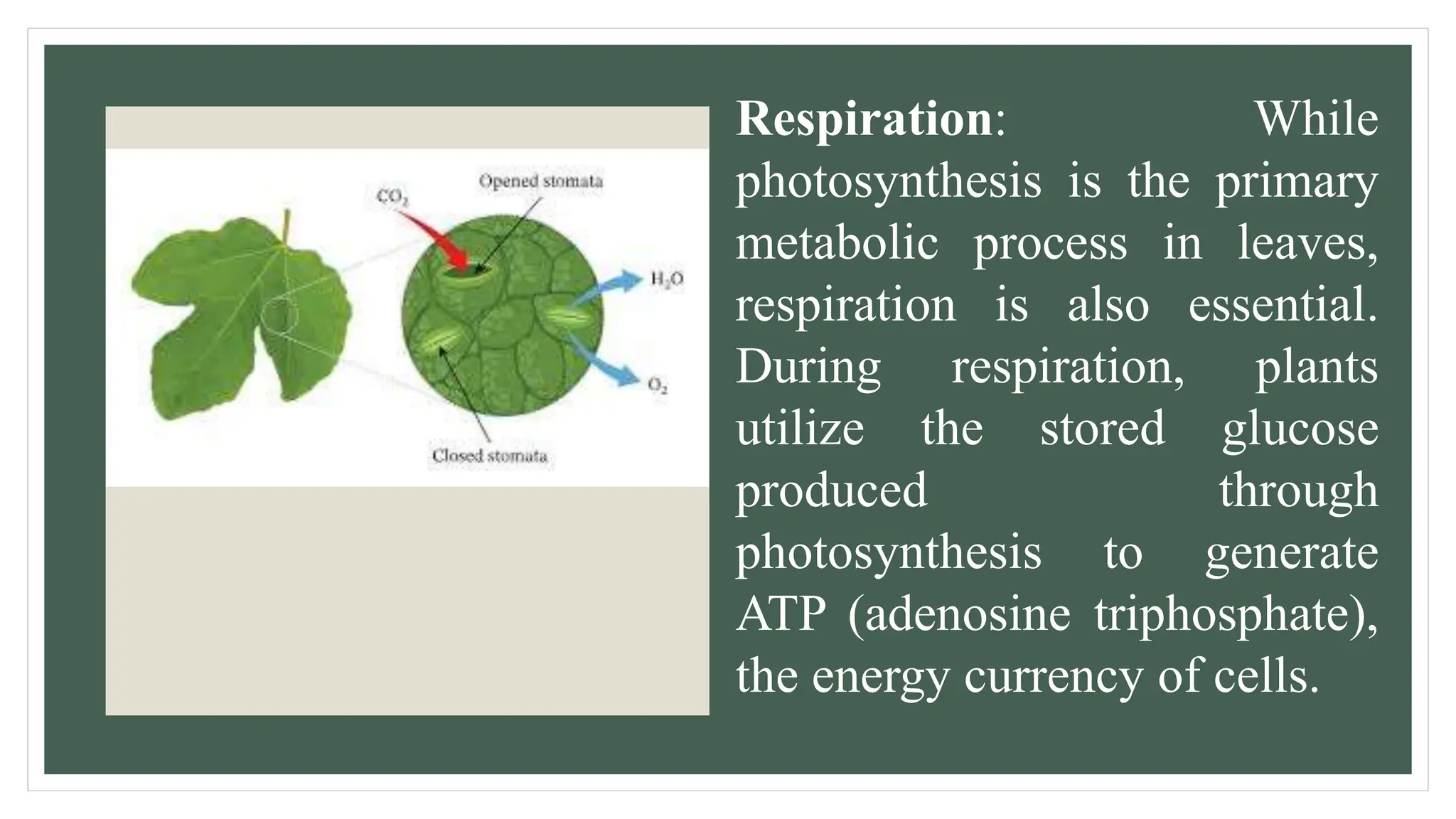 Metabolic Compartments In The Leaf.pptx_ | PPTX