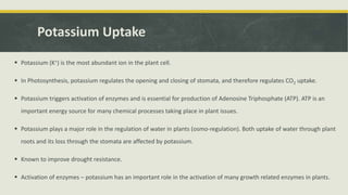 Metabolic cost involved in nutrient absorption in plant | PPTX