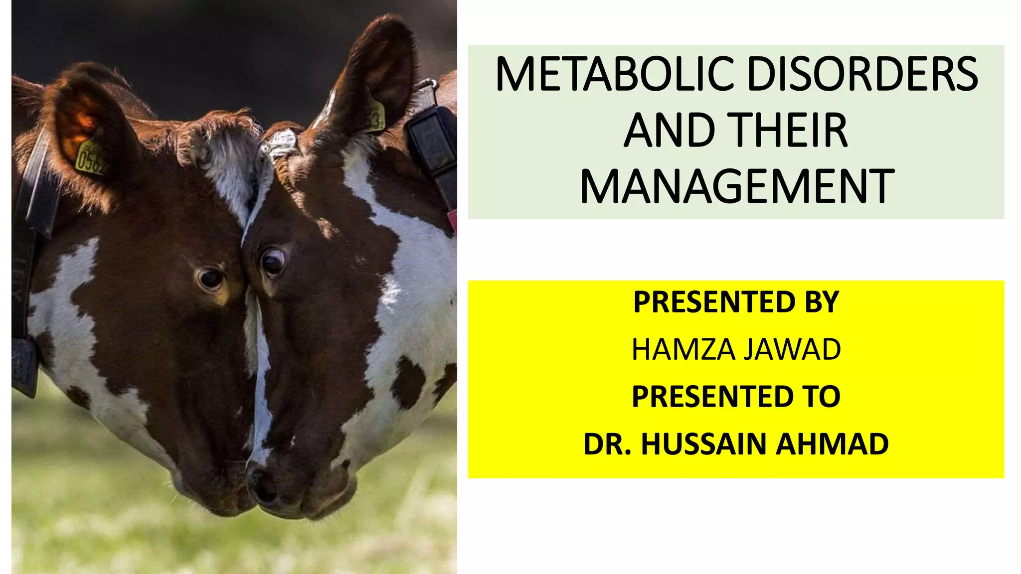 Metabolic disorders of cow by DVM student Hamza Jawad | PPTX ...