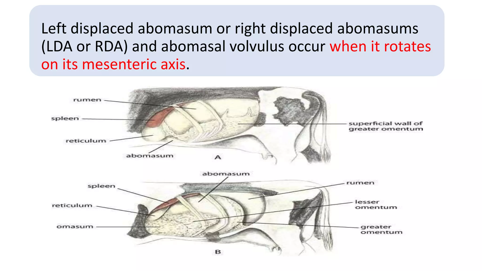 Metabolic disorders of cow by DVM student Hamza Jawad | PPTX ...