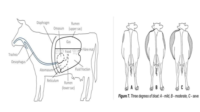 Metabolic disorders of cow by DVM student Hamza Jawad | PPT