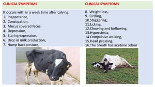 Metabolic disorders of cow by DVM student Hamza Jawad | PPTX