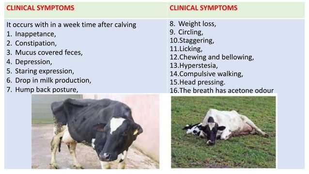 Metabolic disorders of cow by DVM student Hamza Jawad | PPT