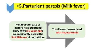 Metabolic disorders of cow by DVM student Hamza Jawad | PPTX