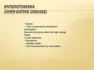 Metabolic disorders of livestock ppt. | PPTX