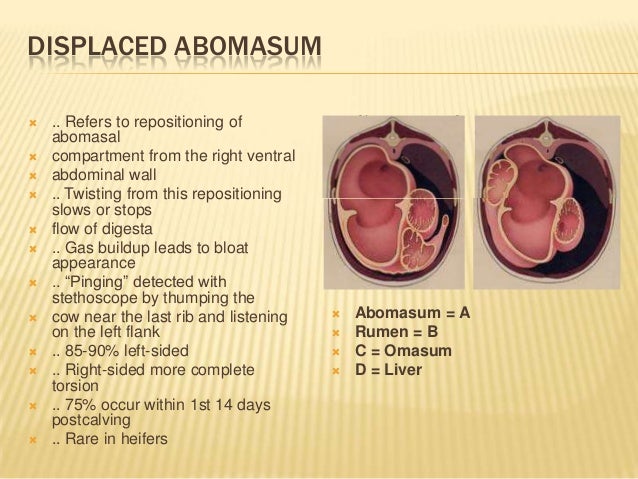 Metabolic disorders of livestock ppt.