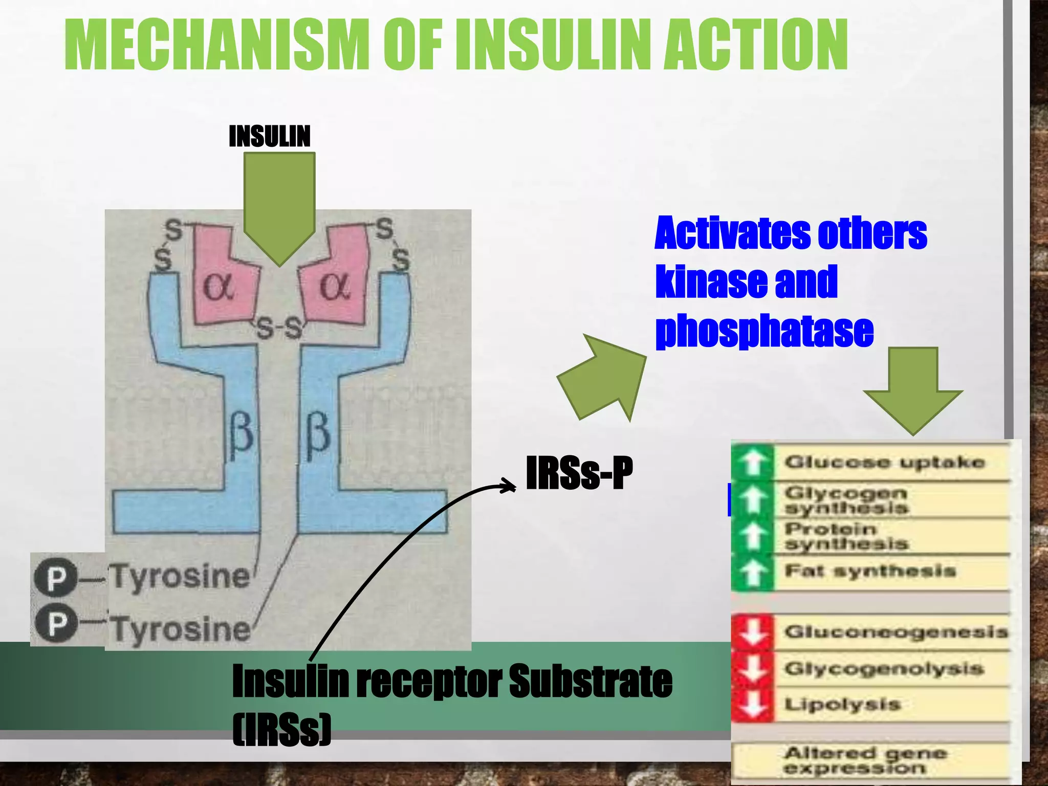 Metabolic effect of insulin and glucagon | PPTX
