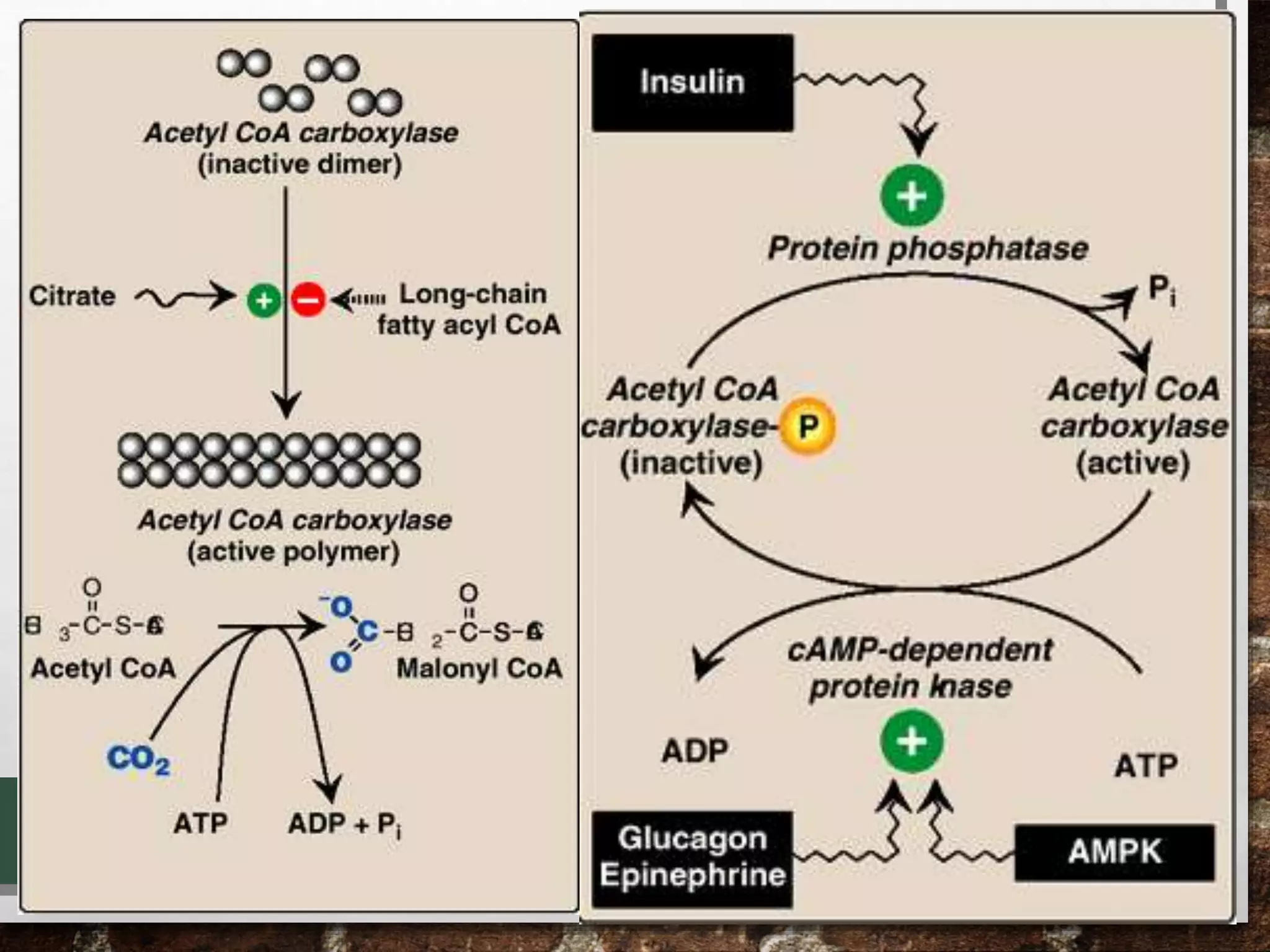 Metabolic effect of insulin and glucagon | PPTX